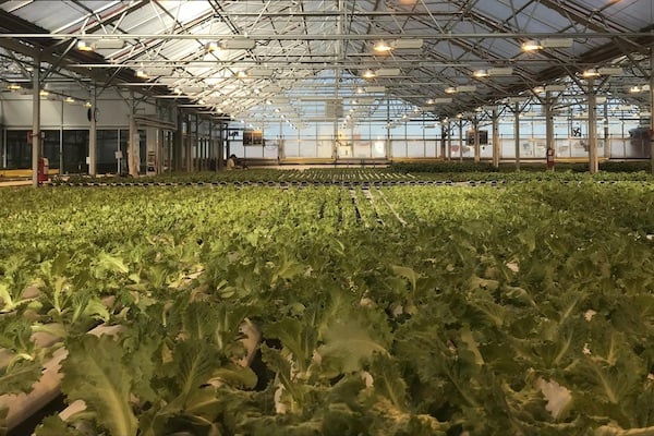 Fresh Produce Access | Fight Food Insecurity in Bronx County | Project ...